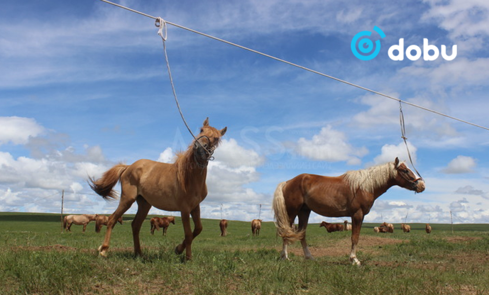 Хоёр настай хүүхэд моринд өшиглүүлж хүнд гэмтжээ Dobu Mn