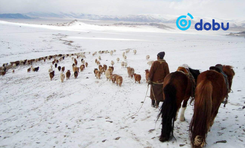 Улсын хэмжээнд 18 мянга орчим өрхийн 7 сая толгой мал оторлож байна - dobu.mn