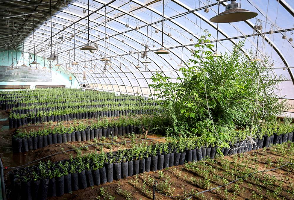 “Тэрбум мод” хөдөлгөөний хүрээнд хийсэн ажлын явцтай танилцлаа - dobu.mn