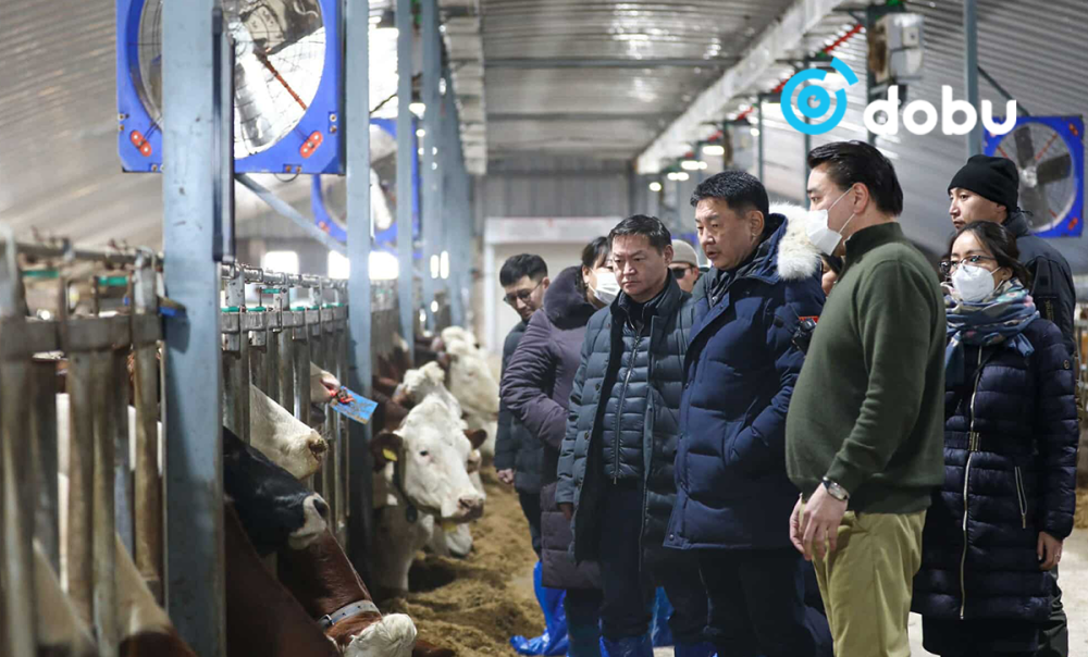 Ерөнхийлөгч сүүний чиглэлийн фермүүдэд ажиллалаа - dobu.mn