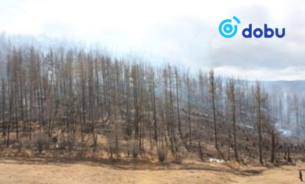 Он гарсаар 14 удаагийн ой, хээрийн түймрийн дуудлагаар ажиллажээ - dobu.mn