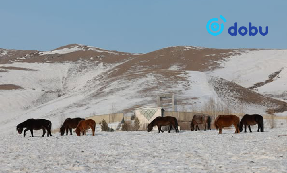 Нийслэлийн хэмжээнд 412 мянга гаруй толгой мал тоолуулжээ - dobu.mn