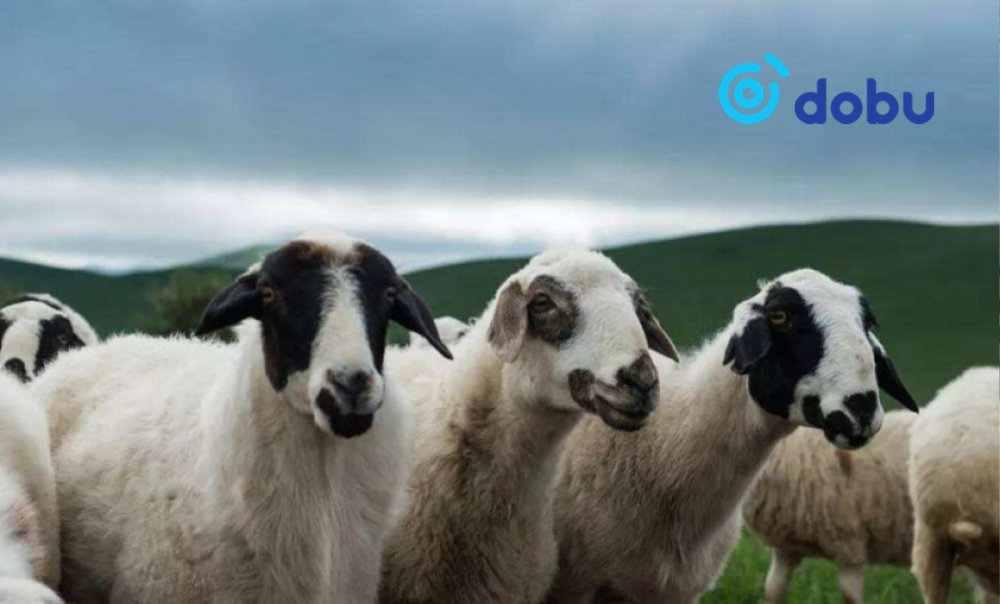 Шөлний хонь 150-350 мянган төгрөгийн үнэтэй байна - dobu.mn