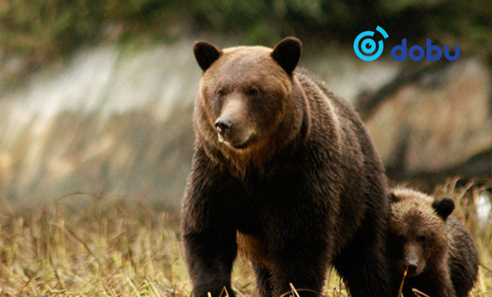 Баавгай үхэр барьжээ - dobu.mn