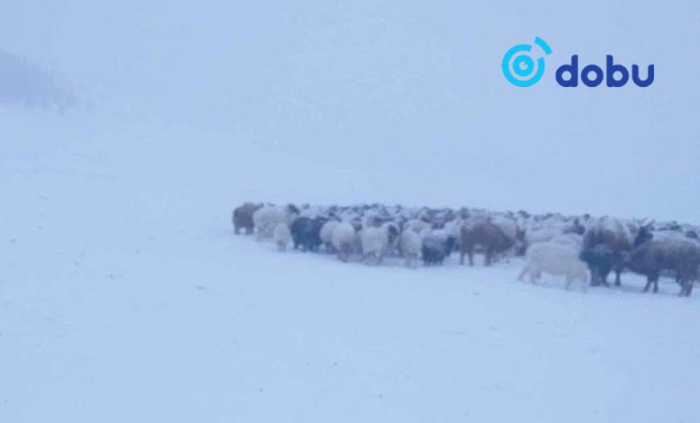 Хониндоо яваад сураггүй болсон 30 настай эмэгтэйг эсэн мэнд олжээ - dobu.mn