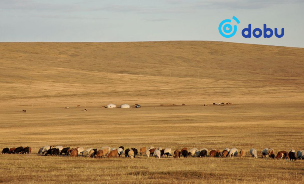 Нийт нутгийн 10 орчим хувьд бэлчээрийн ургамал цухуйгаагүй байна - dobu.mn