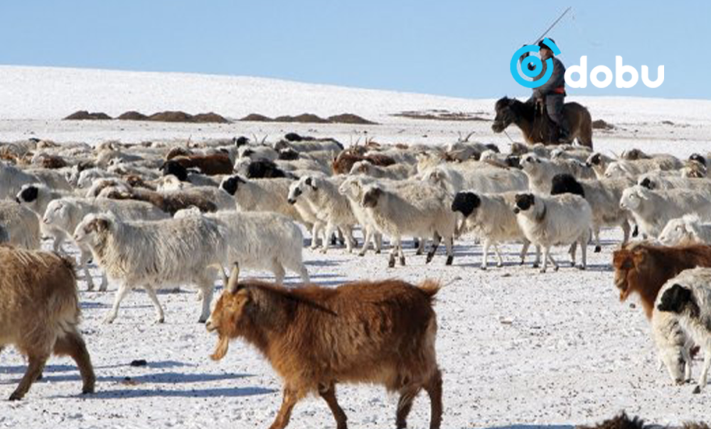 Ирэх өвөл-хаврын бэлчээрийн даац нутгийн 60 орчим хувьд хүрэлцээтэй байна - dobu.mn