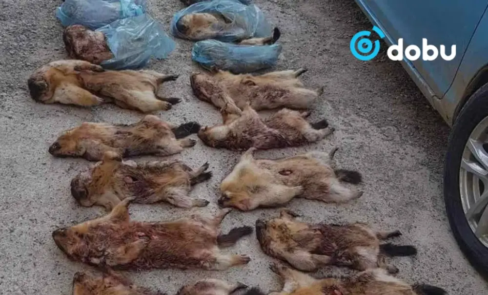 Тарваган тахлын нэгдүгээр хавьтлын 96 хүнийг тусгаарлажээ - dobu.mn